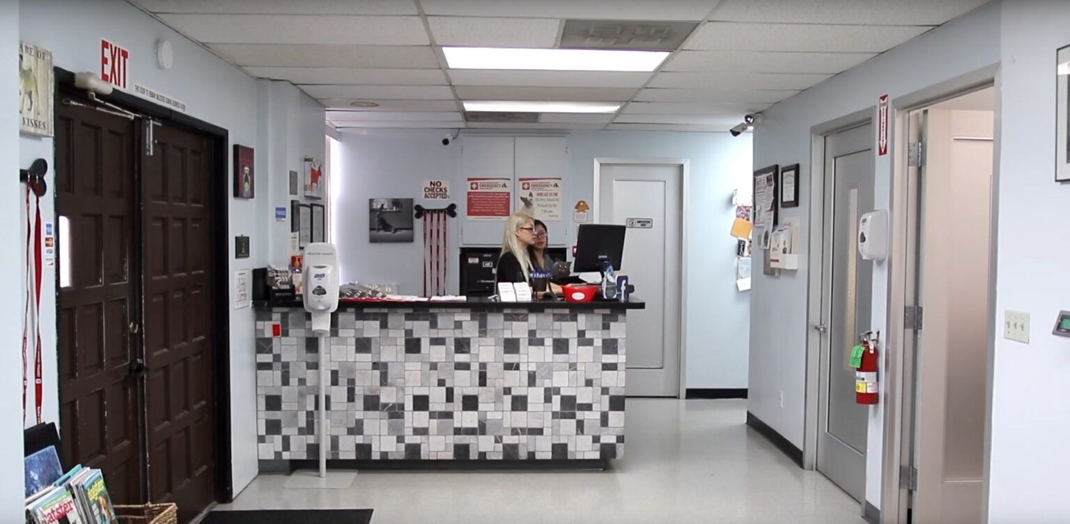 Emergency German Shepherd Veterinarian Orange County 24/7 Care